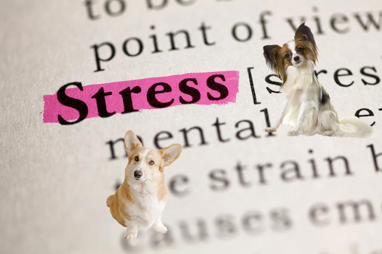 Is My Dog Stressed? Here are 8 telltale signs your adorable dog is ...
