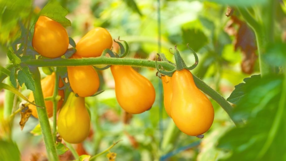 Our 11 Favorite Pole Tomato Varieties to Grow at Home