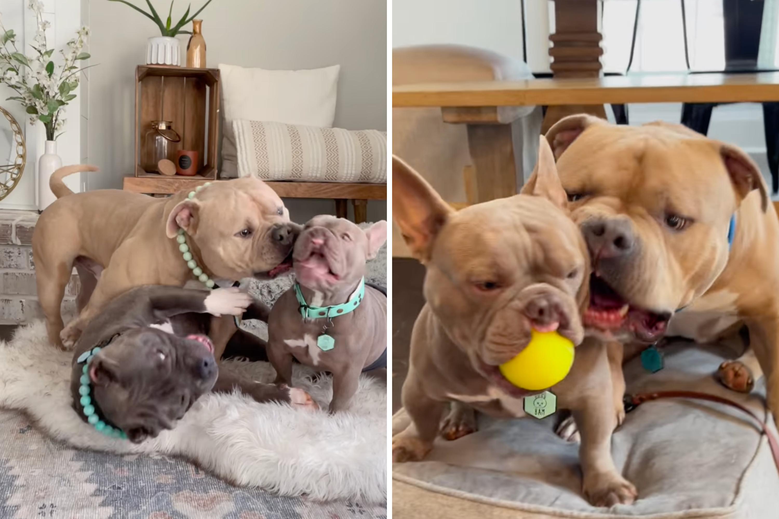 Trolls kept calling her dog dangerous—she posted the perfect response