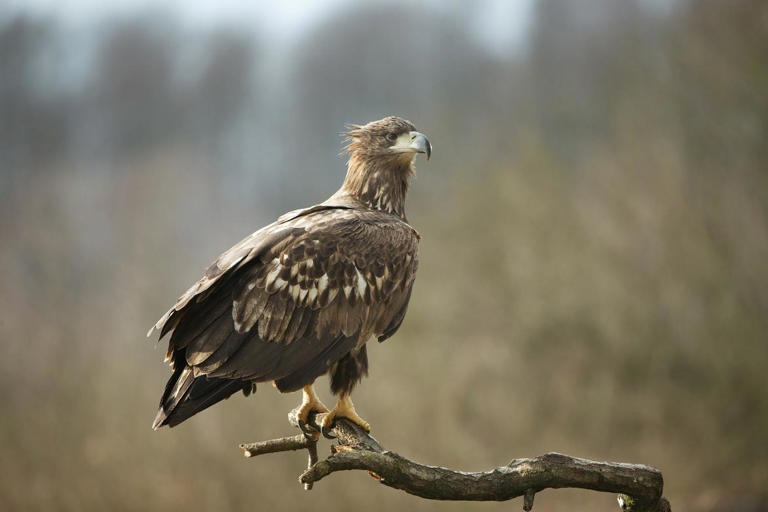 White-tailed eagle sightings: Largest UK bird of prey spotted in North ...