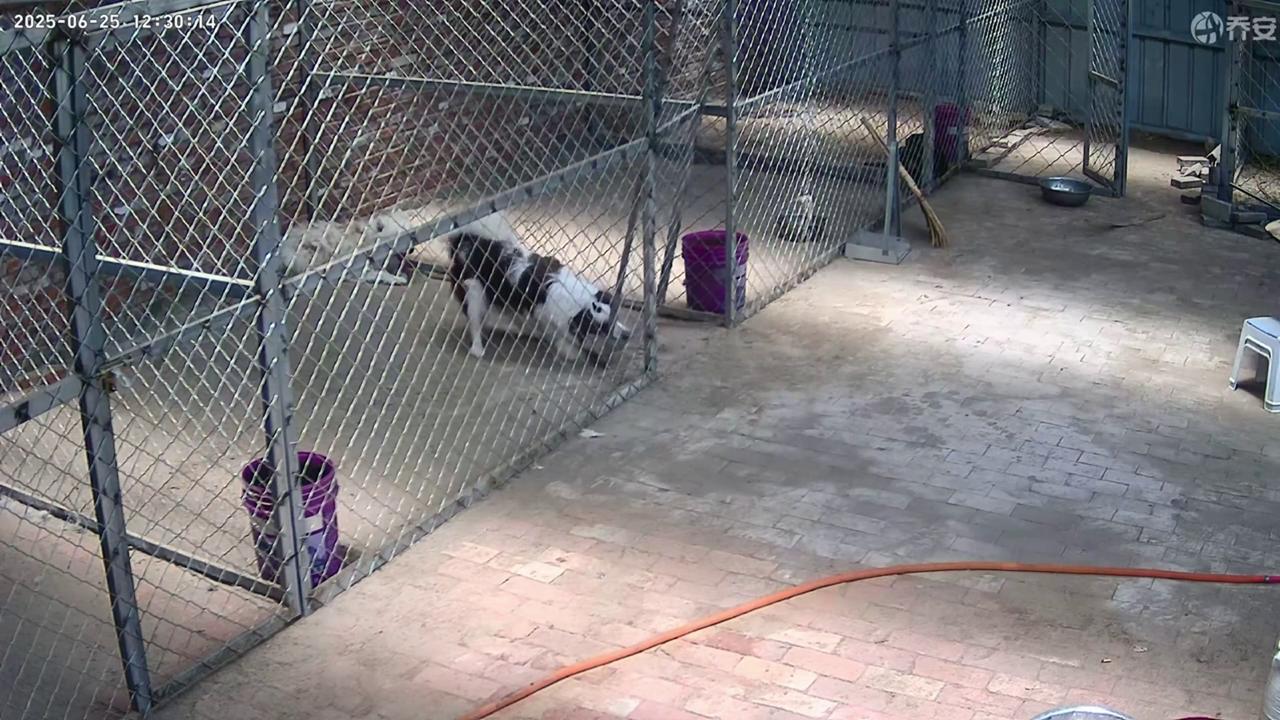 Dogs escape from kennel using their teeth to break open door