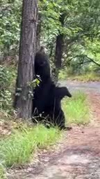 Captan a enorme oso en Parque Chipinque en Nuevo León
