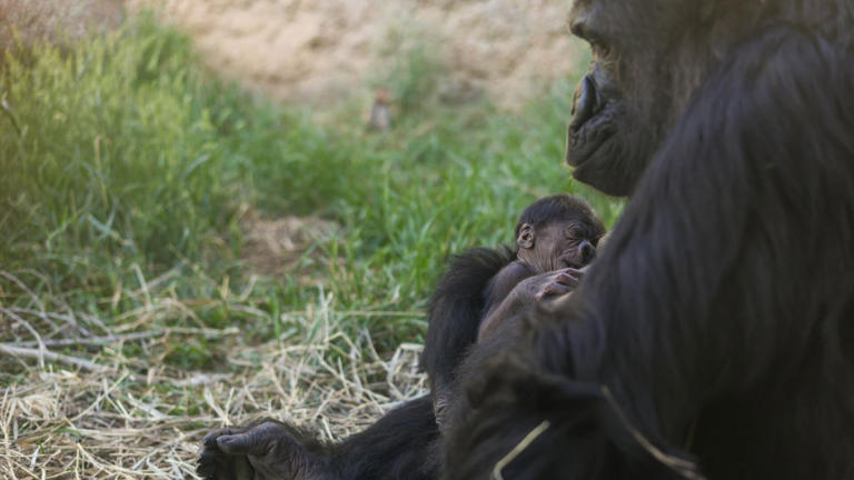 Critically endangered baby gorilla born at Cheyenne Mountain Zoo