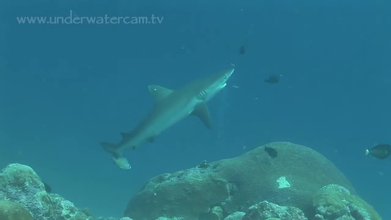 Shark TV - Palau - Diving the German Channel by underwatercam