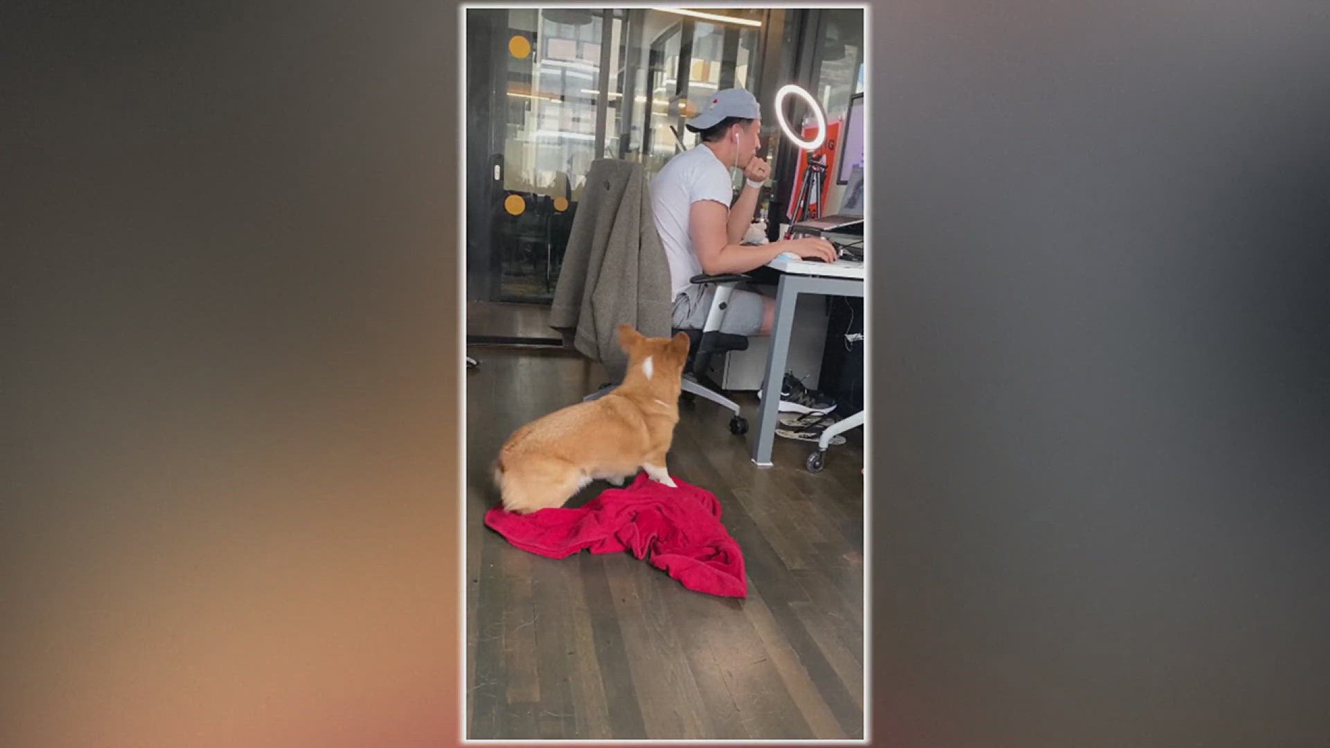 Corgi goes viral after showing off its hidden talent