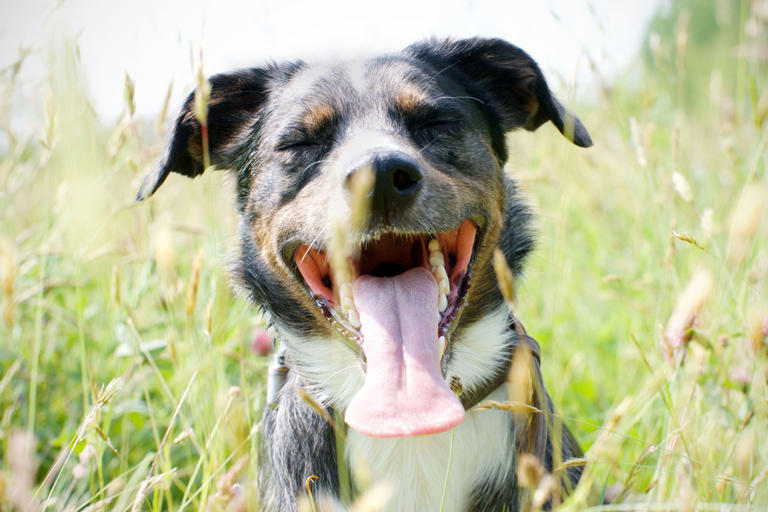 Is My Dog Stressed? Here are 8 telltale signs your adorable dog is ...