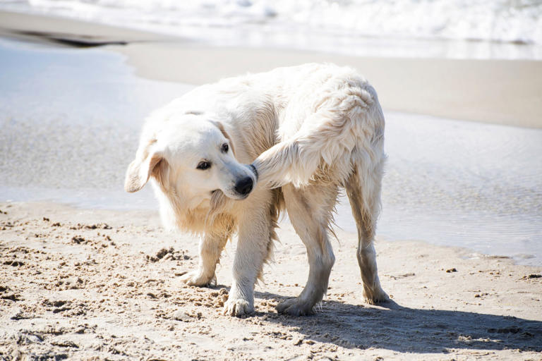 Is My Dog Stressed? Here are 8 telltale signs your adorable dog is ...