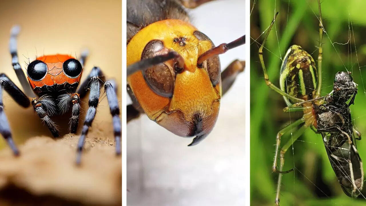 5 animals that eat their own parents– the reason will leave you shocked
