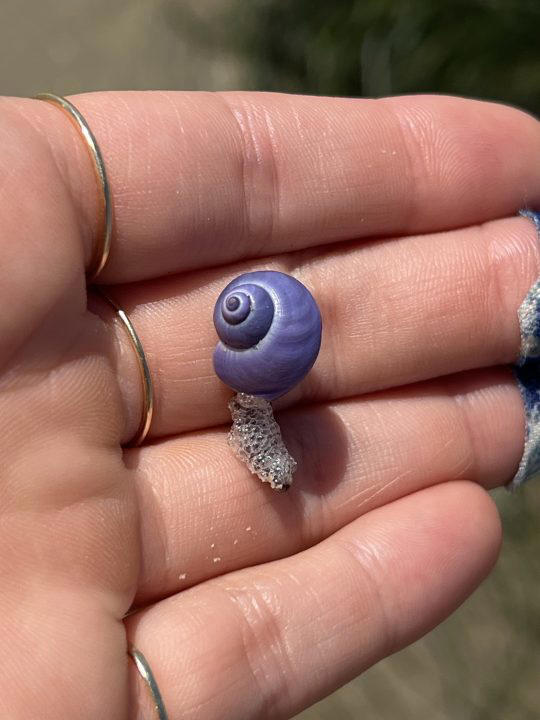 Rare, purple sea snails wash ashore on San Diego beaches