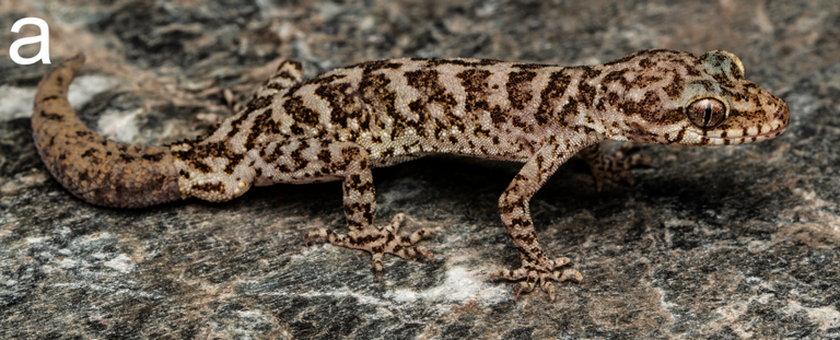 Clawed creature with ‘bent' toes found along road in India. It's a new ...