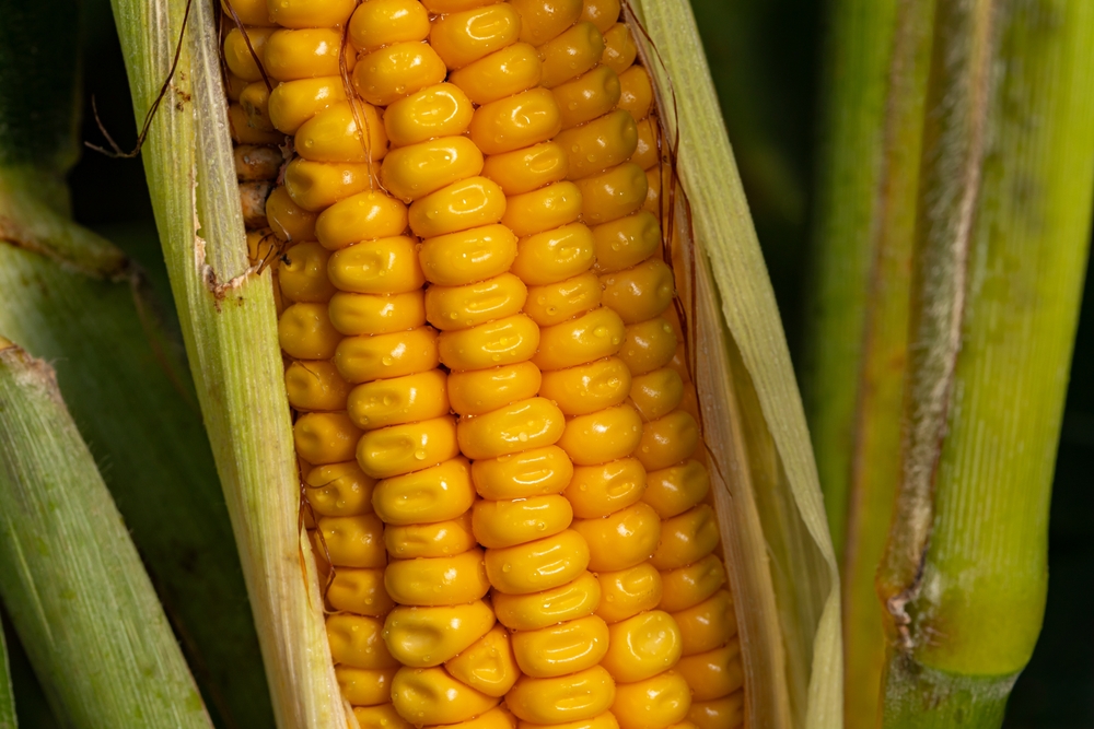 How 'corn sweat' is making the heat wave in the Midwest feel even hotter