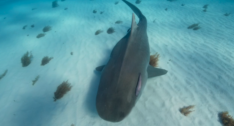 SHARK! Celebrity Infested Waters' most dangerous moments including rule ...