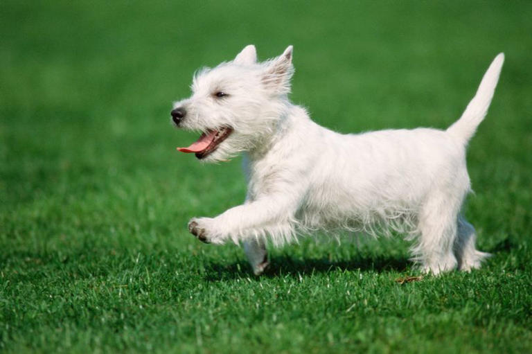 'I'm a vet and there's a reason why your dog is getting the zoomies'