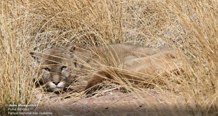 Alarma por un puma suelto en Moreno: las recomendaciones para cuidarse ...