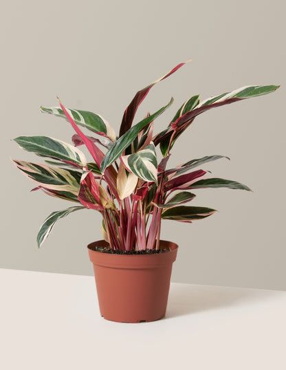 These Houseplants Will THRIVE in the Darkest Corners of Your Home