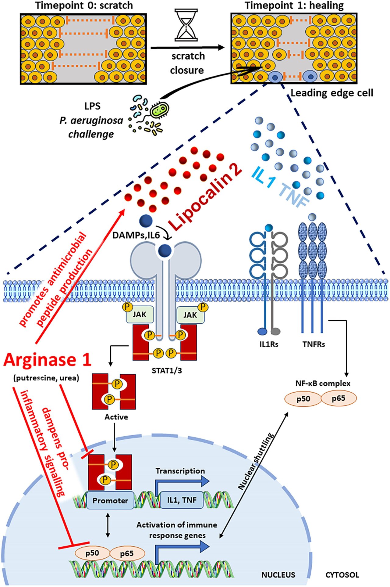 New insights into the immune system's crucial role in wound healing