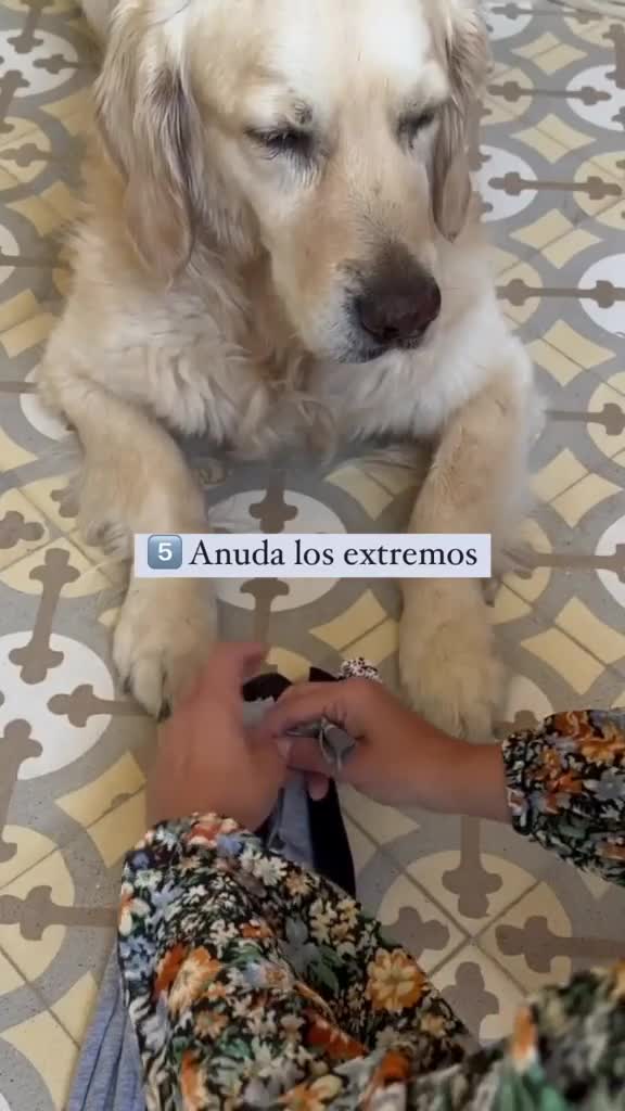 Turn Old T-Shirts Into a DIY Dog Toy in Minutes