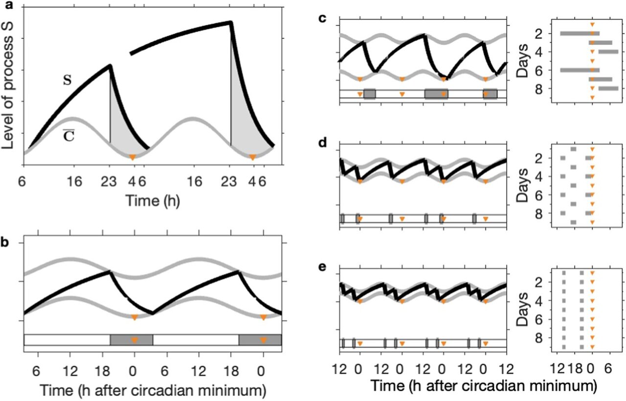 Math explains why babies nap, teens sleep late and older adults wake early