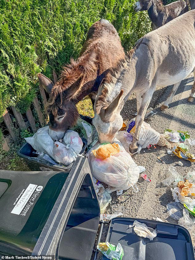 New Forest donkeys spark backlash from locals after raiding wheelie ...