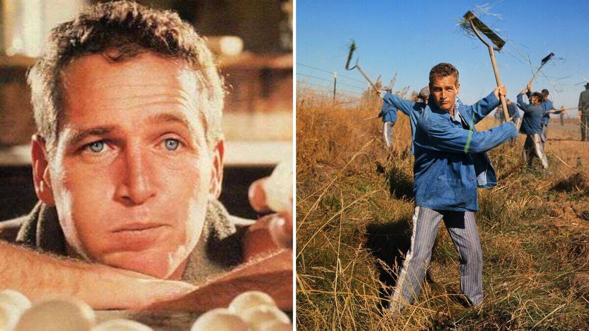 23 Little-Known Facts About The Making Of 'Cool Hand Luke'
