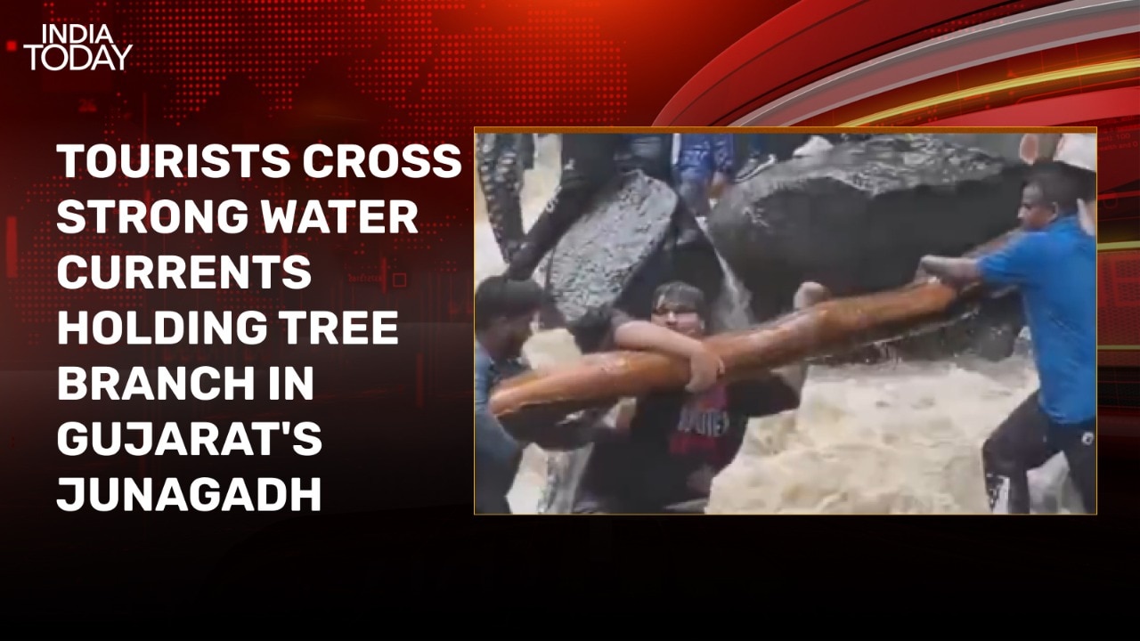 Video: Tourists cross strong water currents on tree branch in Gujarat's ...