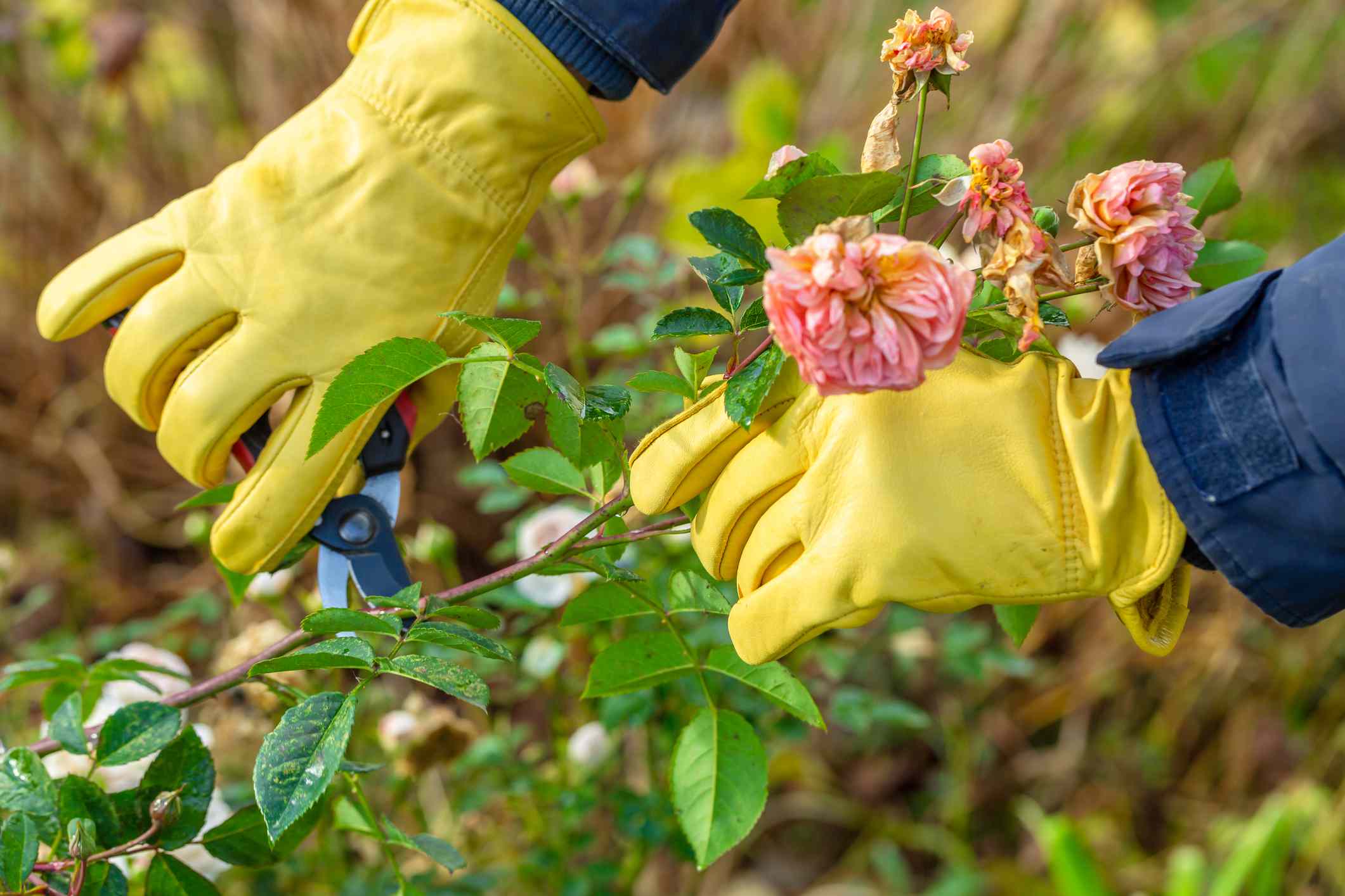 Should You Cut Your Roses If the Flowers Die? What to Do for Better Blooms