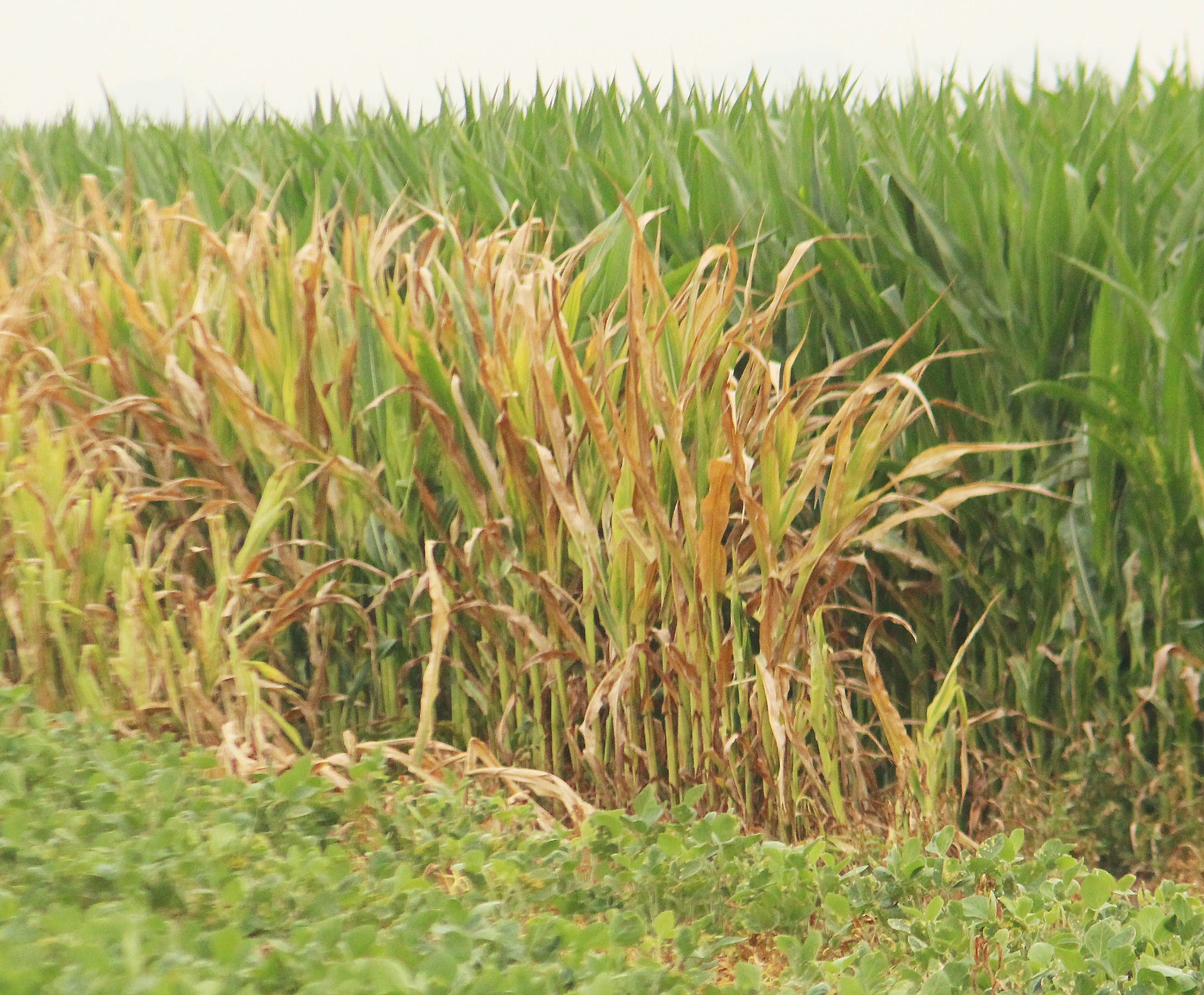 What is 'corn sweat,' and how will it contribute to Illinois heat ...
