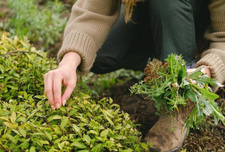 10 Strategies That Work Against Invasive Shrubs