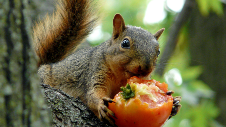How To Keep Squirrels Away From Tomato Plants (Safely & Humanely)