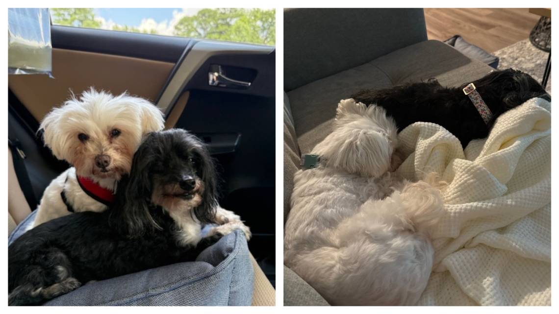 Senior dog sisters waited at shelter together. Then man ‘fell in love ...