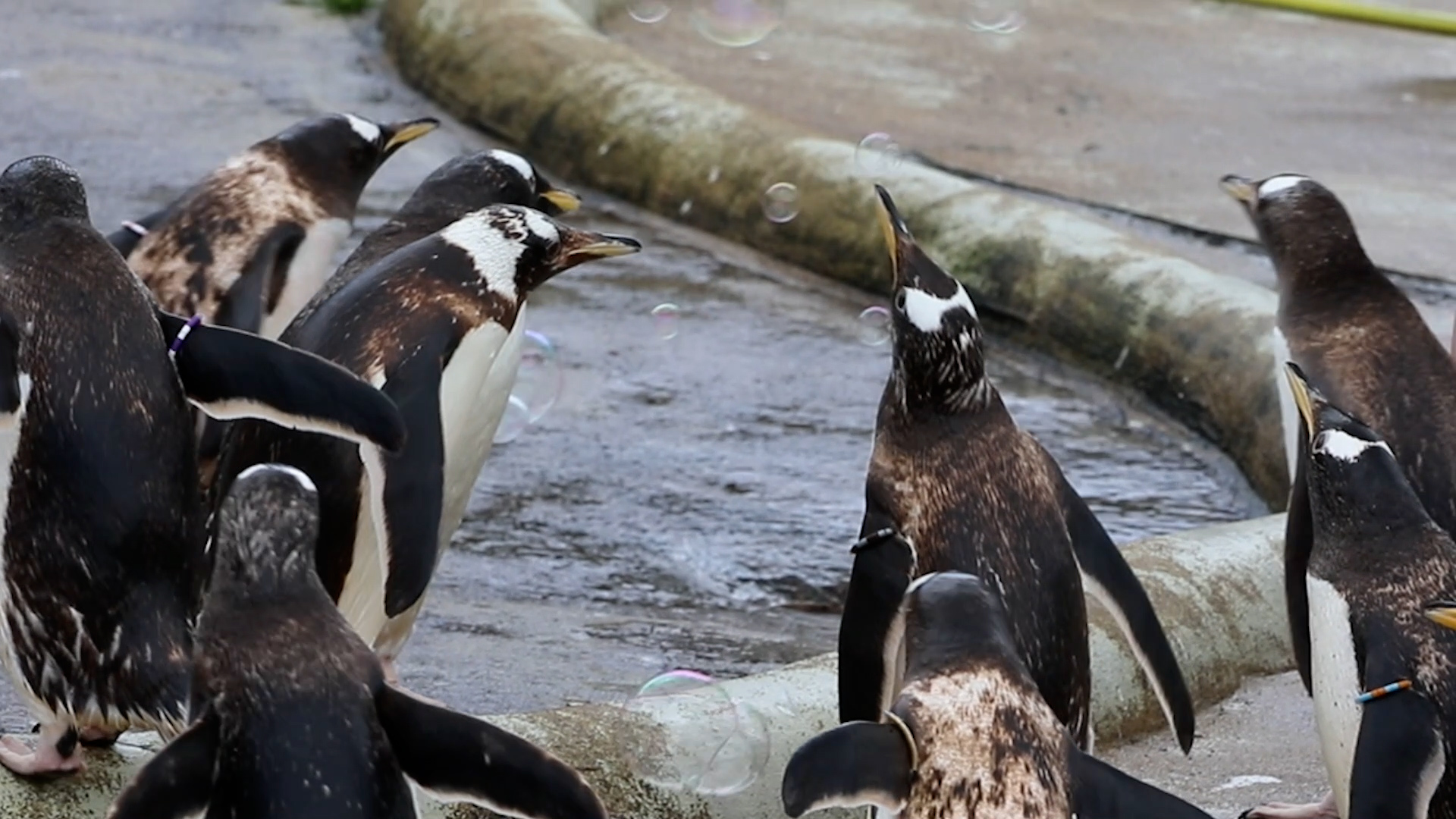 RAW VIDEO: Ice Forever Blowing Bubbles! Penguins Have Bubbly Day At ...