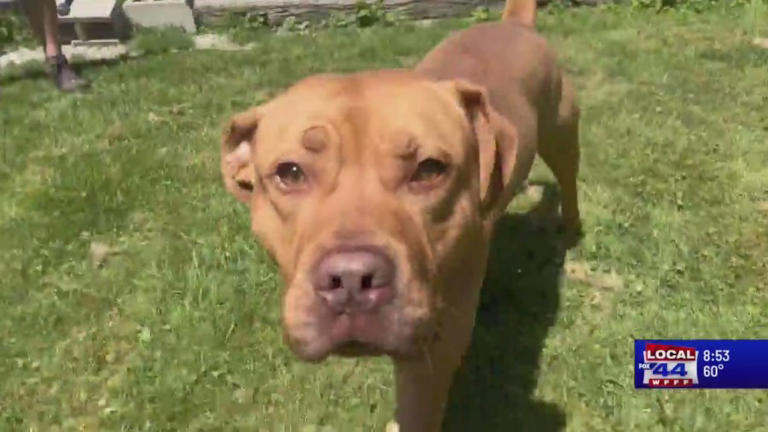 Tater Tot is too cute and hungry for his Forever Home