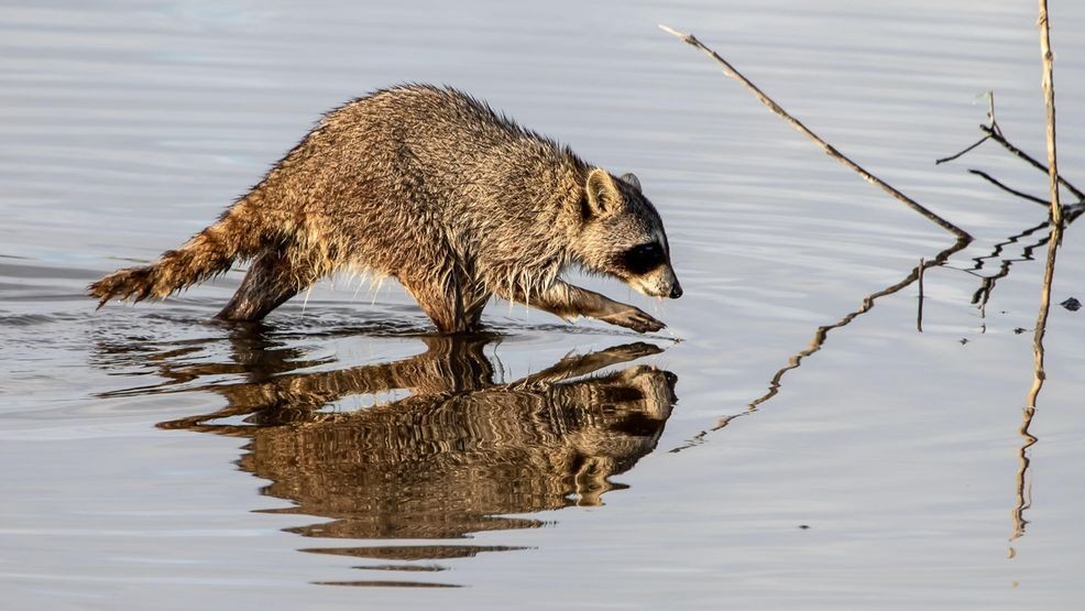 Raccoon tests positive for rabies in Vanceboro, health officials urge ...