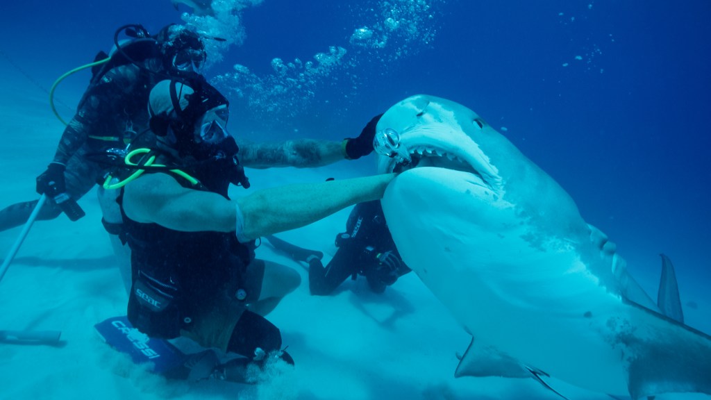 The Enduring Popularity of ‘Shark Week,' Discovery's Secret Ratings Weapon