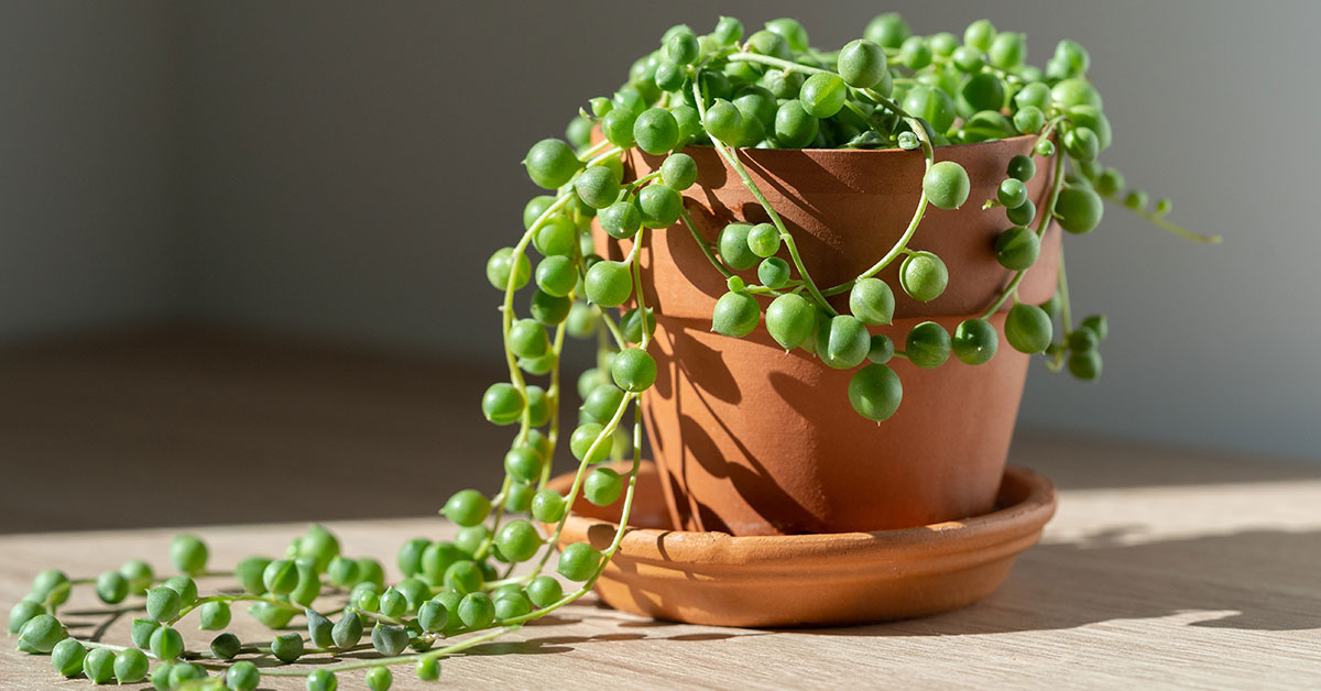 10 Tips On How To Grow And Maintain Your String Of Pearls Plant
