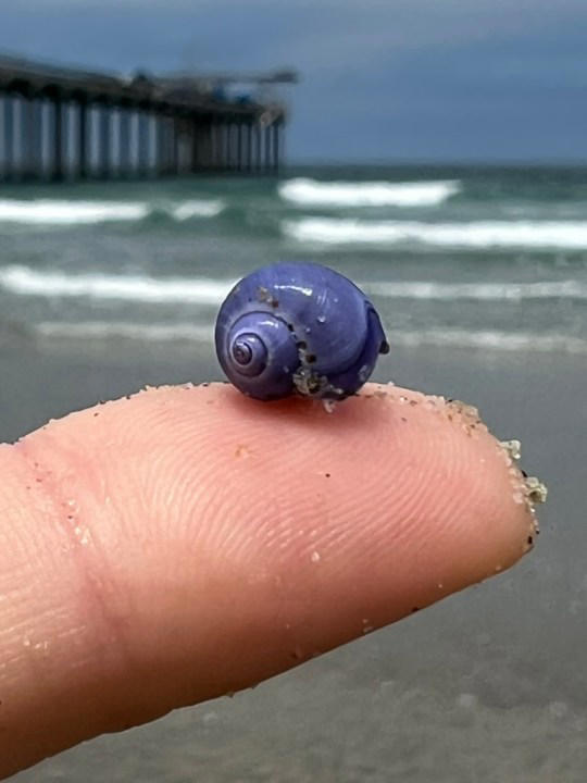 Rare, purple sea snails wash ashore on San Diego beaches