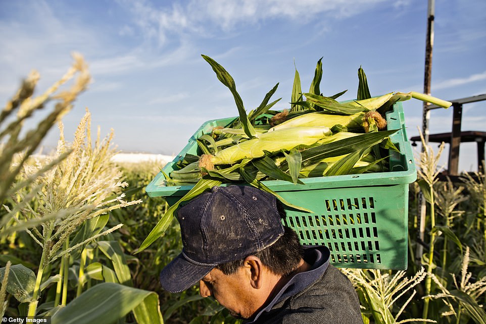 Scientists: Why 'corn sweat' is to blame for 100-degree heat dome