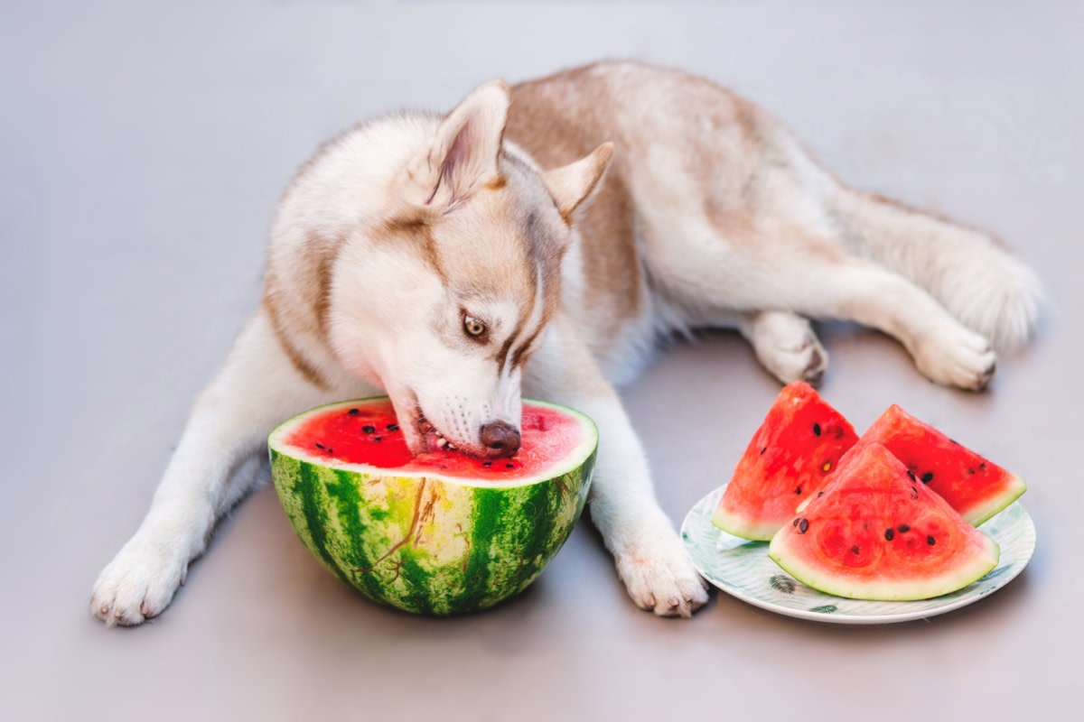 Husky ‘Looks Like a Bond Villain’ After Hilarious Watermelon Heist