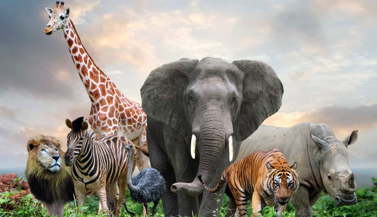 9 Thought-Provoking Animal Questions