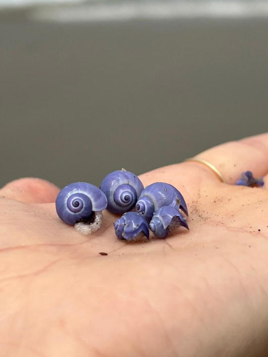 Rare, purple sea snails wash ashore on San Diego beaches