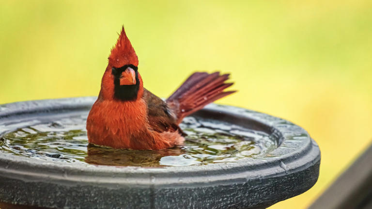 Why You May Want To Think Twice Before Putting A Birdbath In Your Yard
