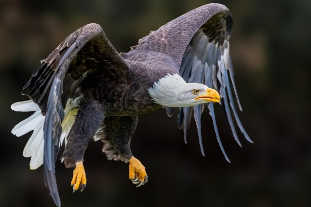 Experts celebrate resurgence of bald eagle populations after near ...