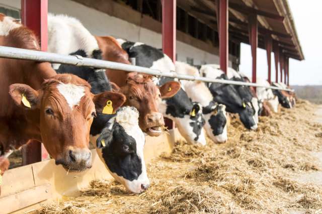 Researchers make astonishing discovery after feeding cattle ancient ...