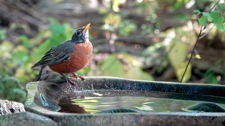 Why You May Want To Think Twice Before Putting A Birdbath In Your Yard