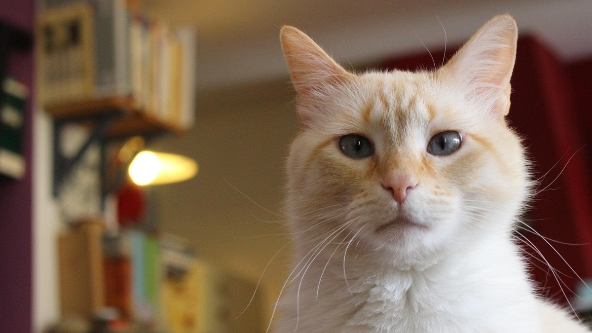 10 signs your cat may have a bile duct obstruction