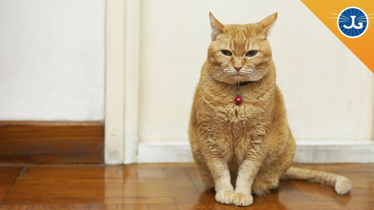 Does My Cat Have Separation Anxiety?