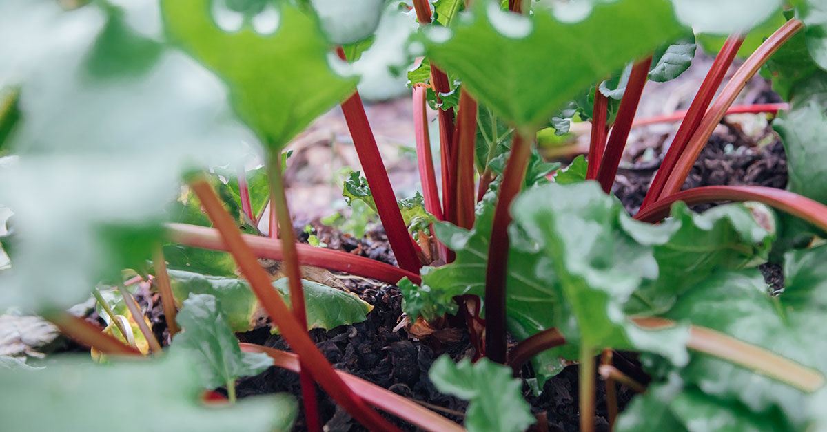 11 Gardening Tips For Growing The Perfect Rhubarb Plants