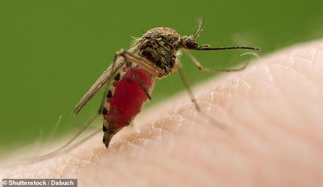 Officials sound alarm over the spread of deadly insect-borne disease ...