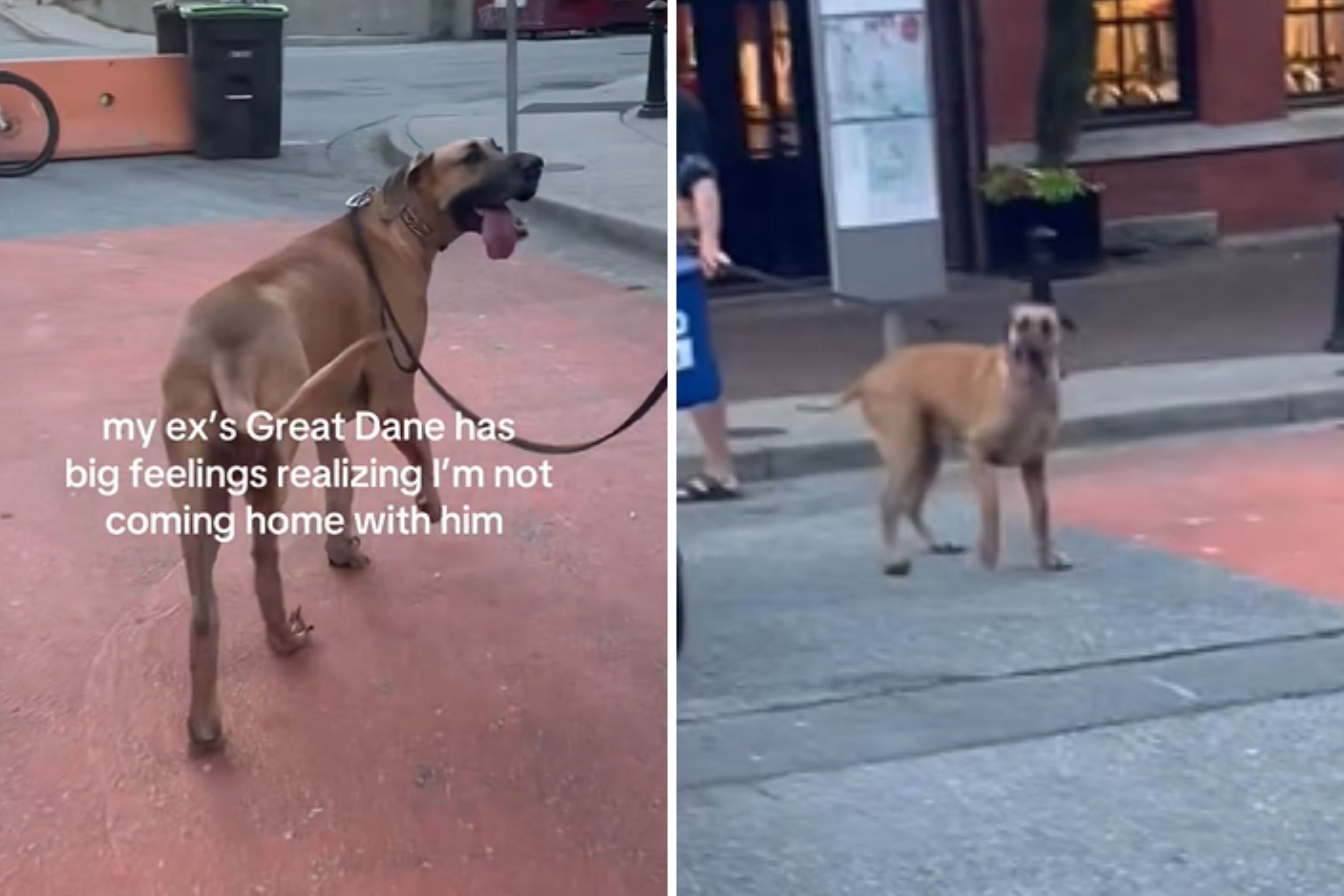 Great Dane realizes owner's ex isn't coming home—His reaction breaks hearts