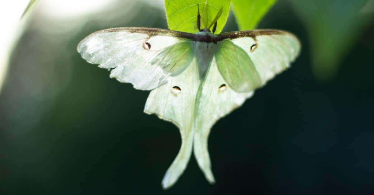 10 of the Most Beautiful Moths in the World